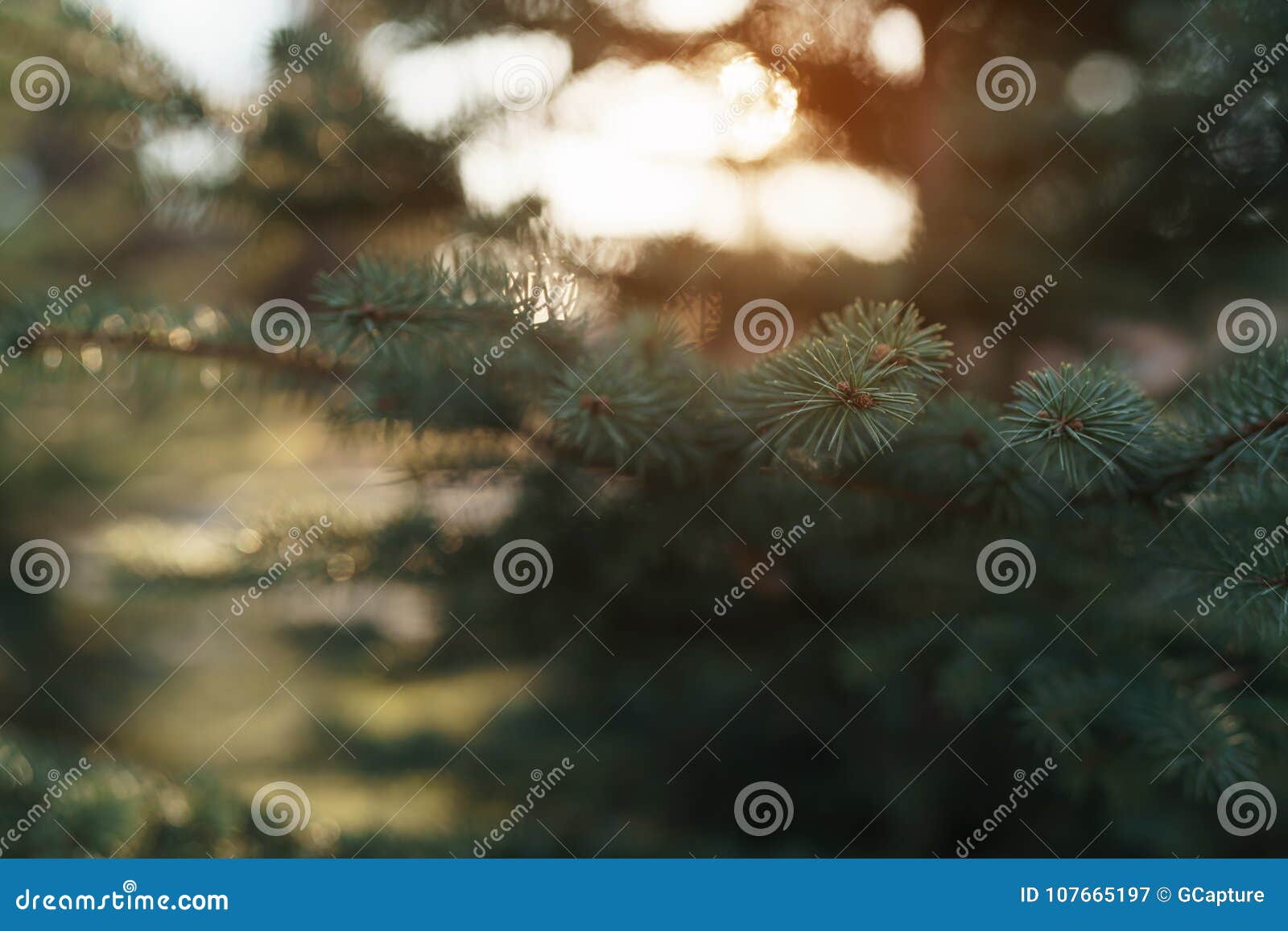 Blue Spruce in Spring Sunset Light Stock Image - Image of closeup ...