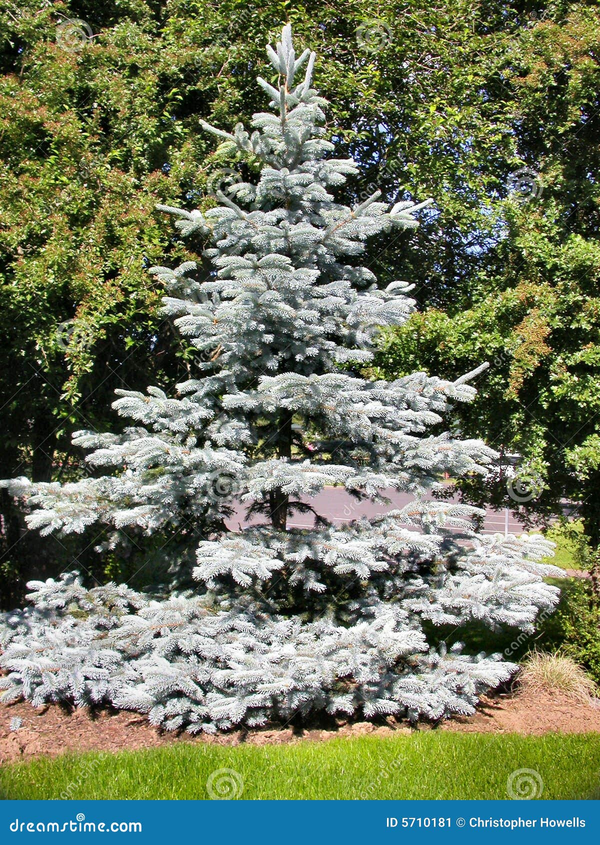 Blue Spruce Tree stock image. Image of grass, garden, species - 5710181