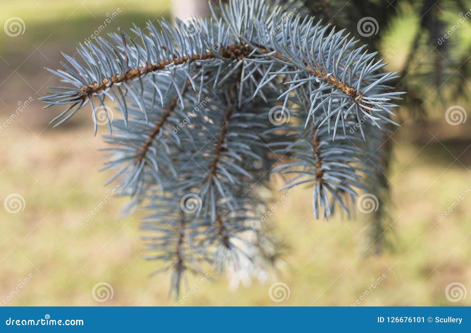 Blue Spruce Tree Pins Background in Horisontal Position Stock Image ...