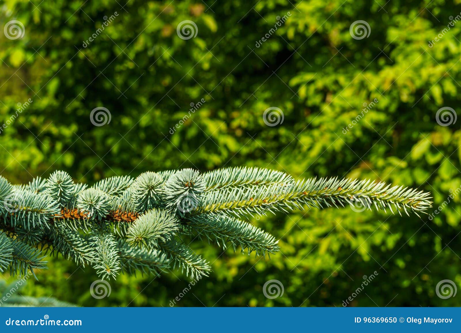 Blue Spruce Tree Branch on Green Background Stock Photo - Image of ...