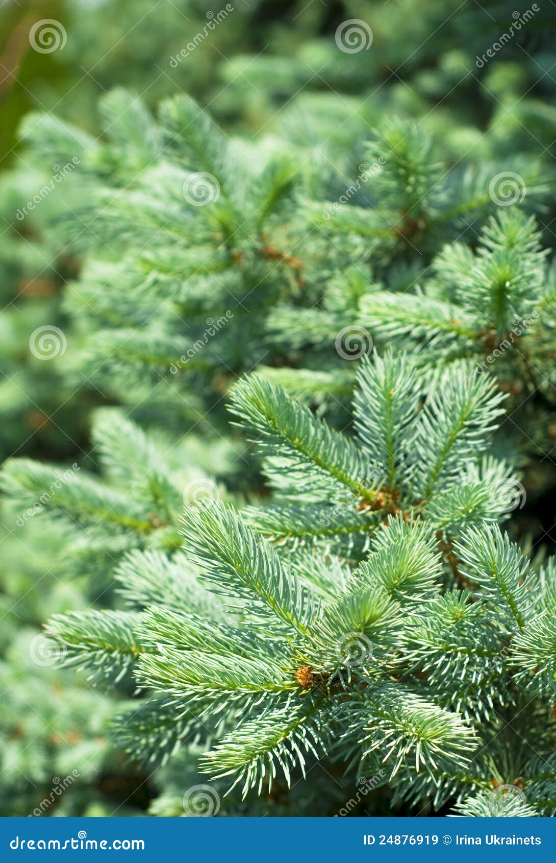 Blue Spruce Tree Branches stock image. Image of outdoor - 24876919