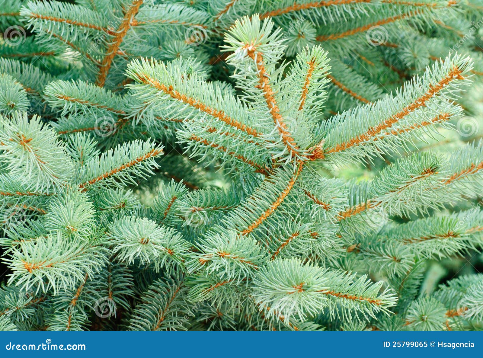 Blue Spruce Tree Branches stock image. Image of leaf - 25799065