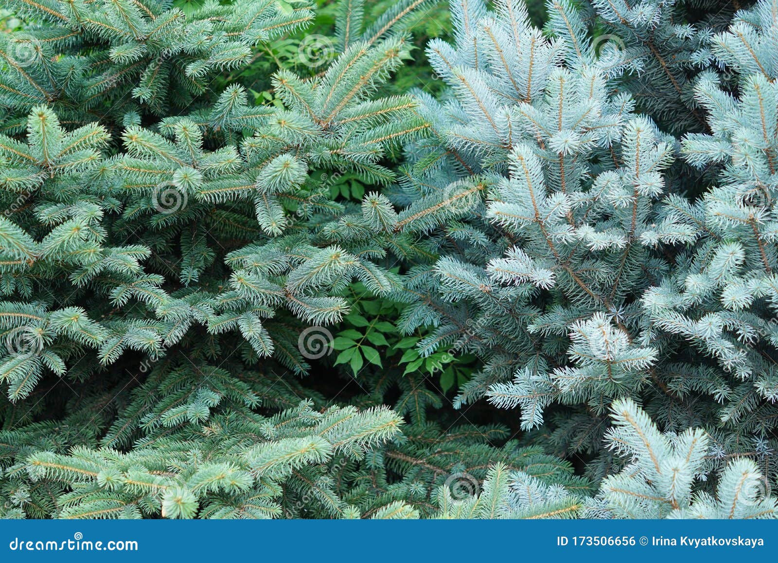 Blue Spruce Tree Branches Background Stock Photo - Image of texture ...