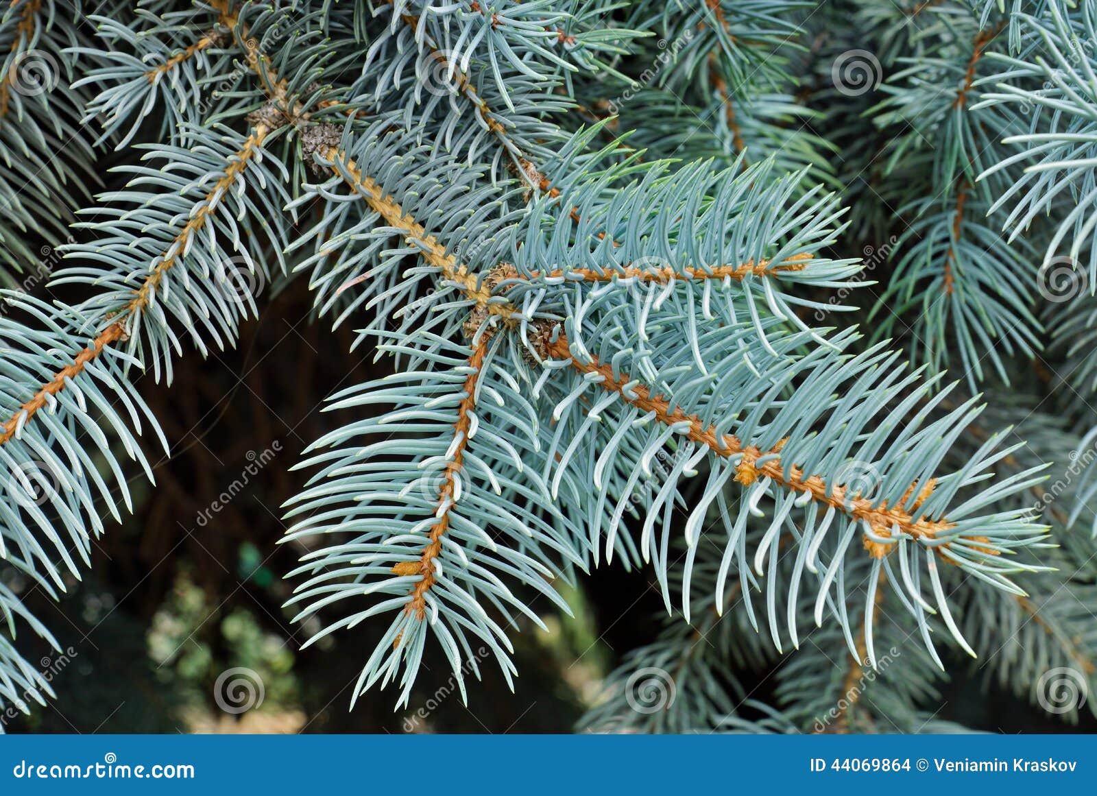 Blue spruce tree stock photo. Image of cone, branch, nature - 44069864