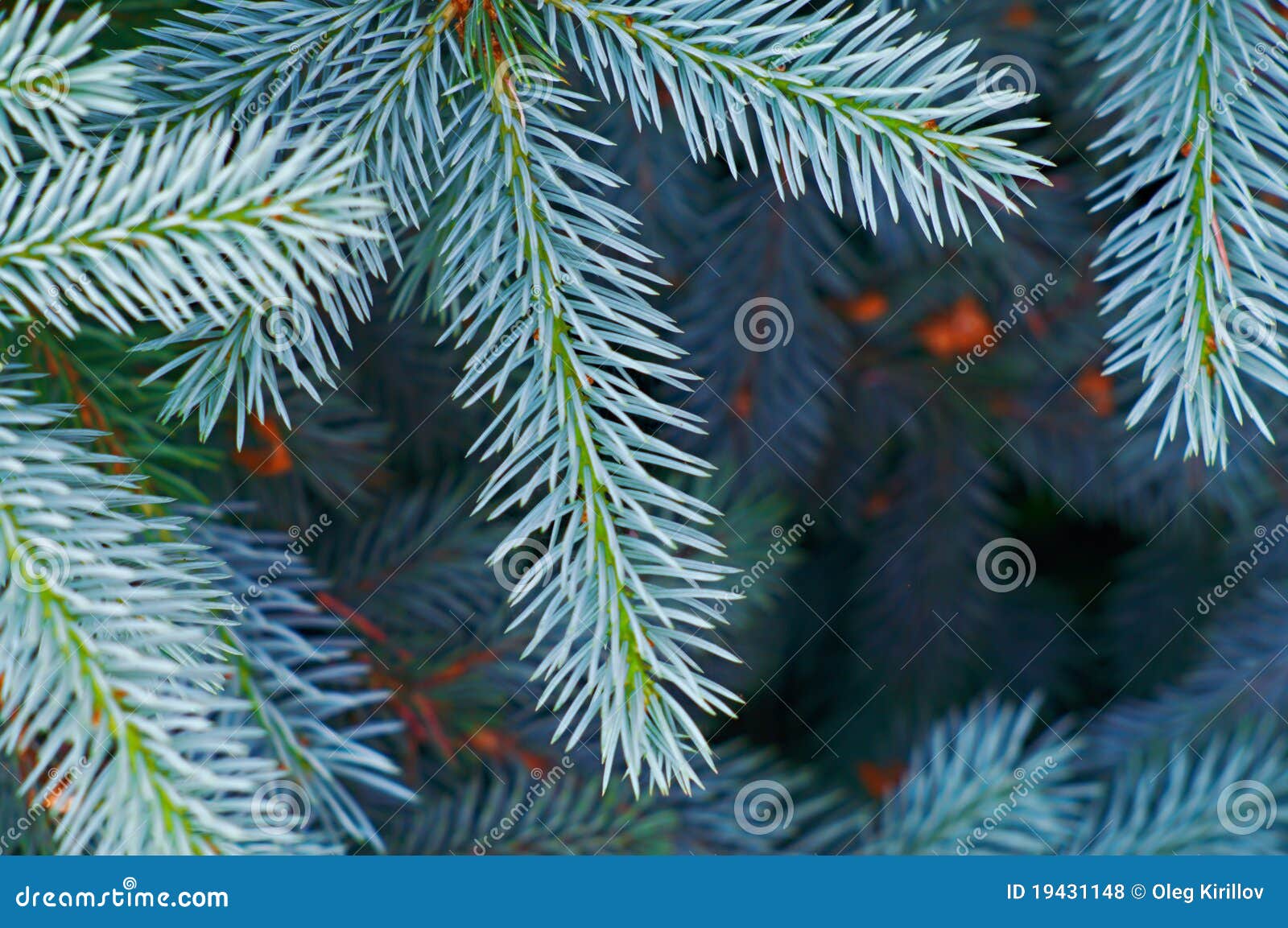 Blue spruce tree closeup stock photo. Image of festive - 19431148