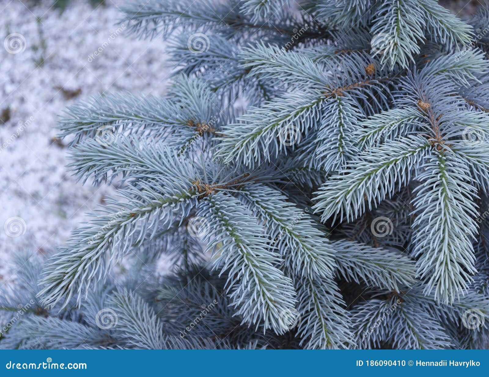 Blue Spruce Tree with Blue Needles 3 Stock Photo - Image of beautiful ...
