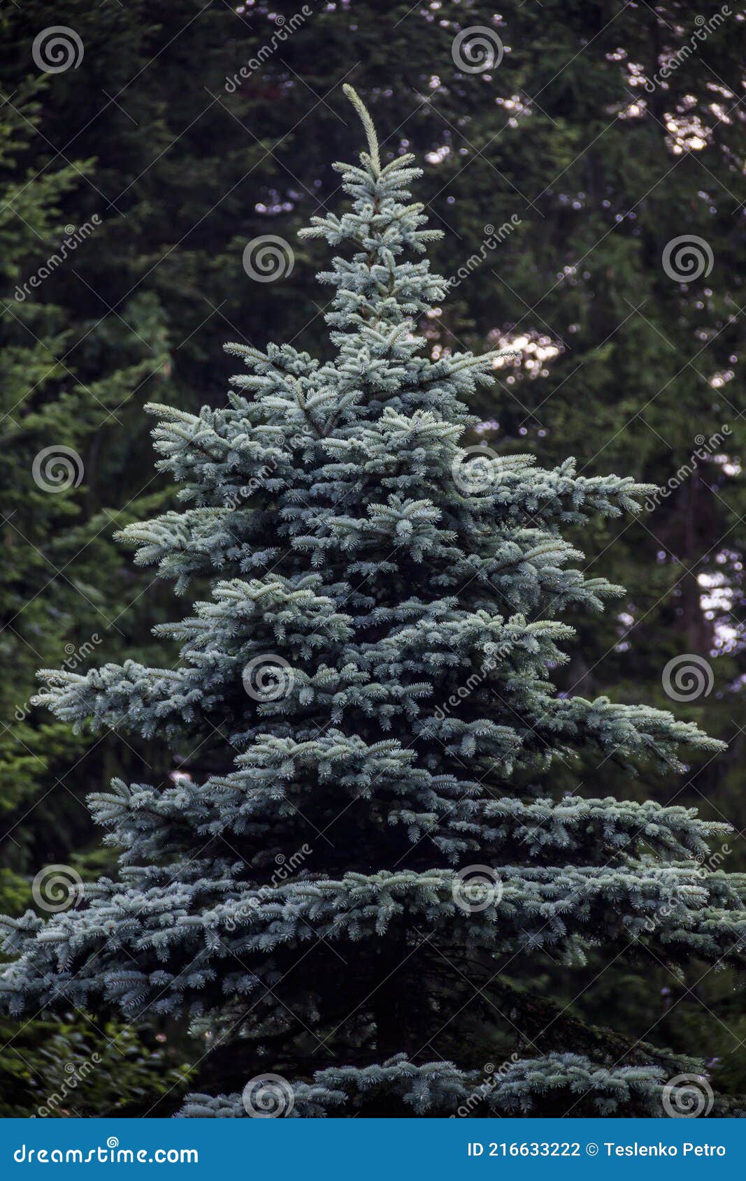 Picea Pungens `Glauca Prostrata` ,spreading Or Creeping Dwarf Colorado ...