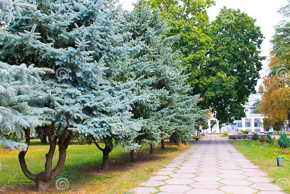 Blue Spruce Trees in Autumn Park Stock Image - Image of pine, natural ...
