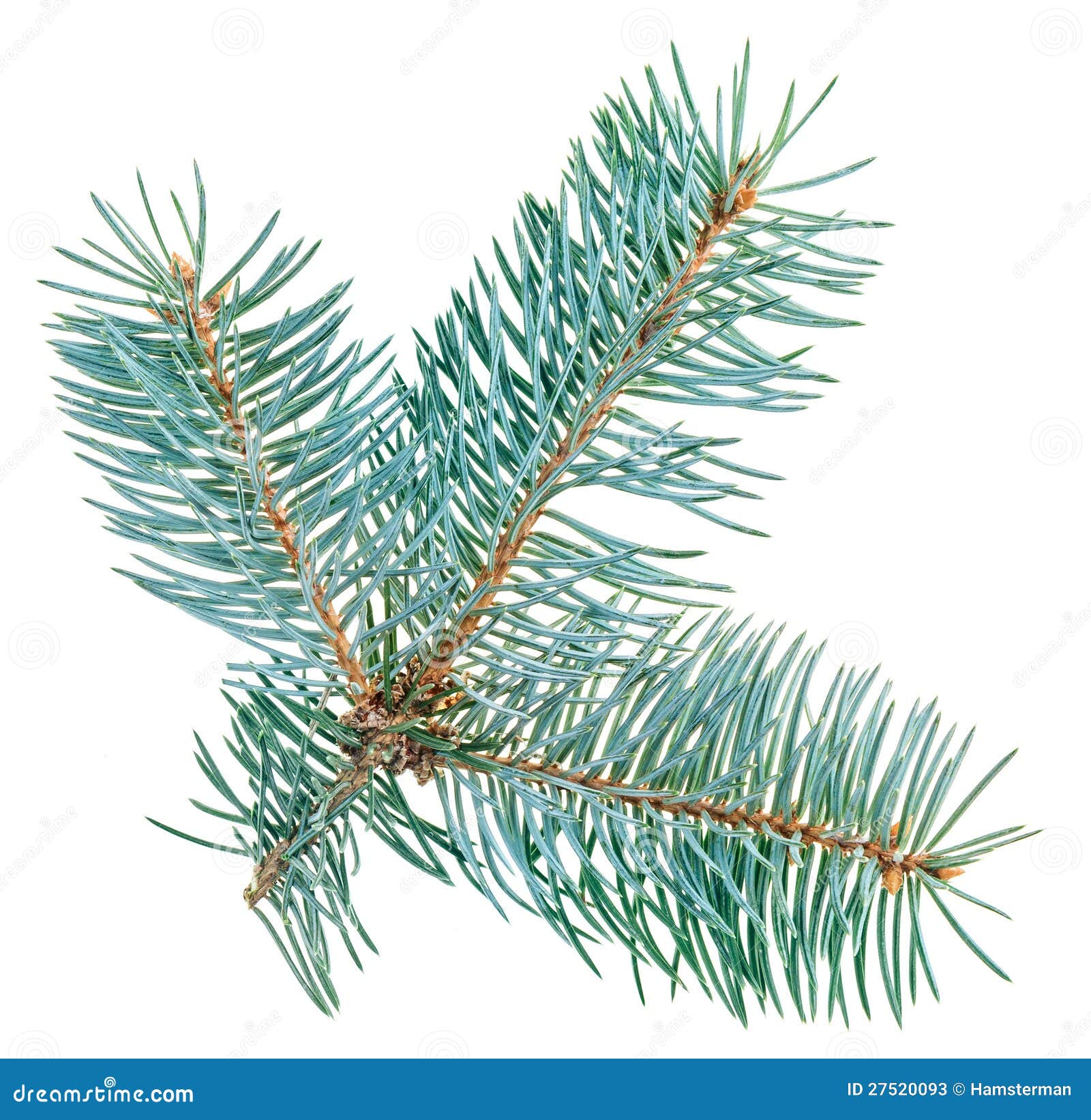 Blue spruce twig isolated stock image. Image of twig - 27520093
