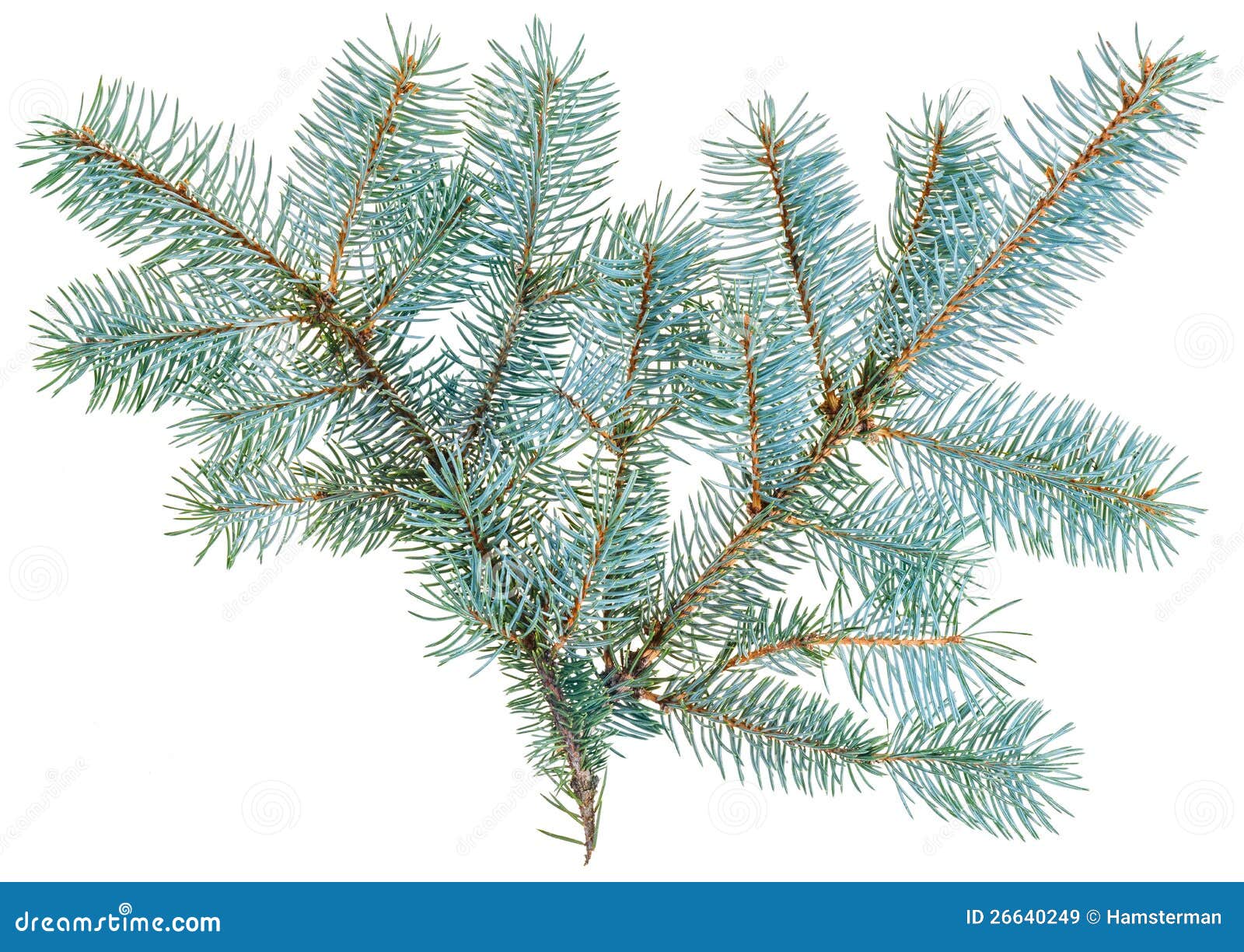 Blue Spruce Twig Isolated on White Stock Image - Image of white, wood ...