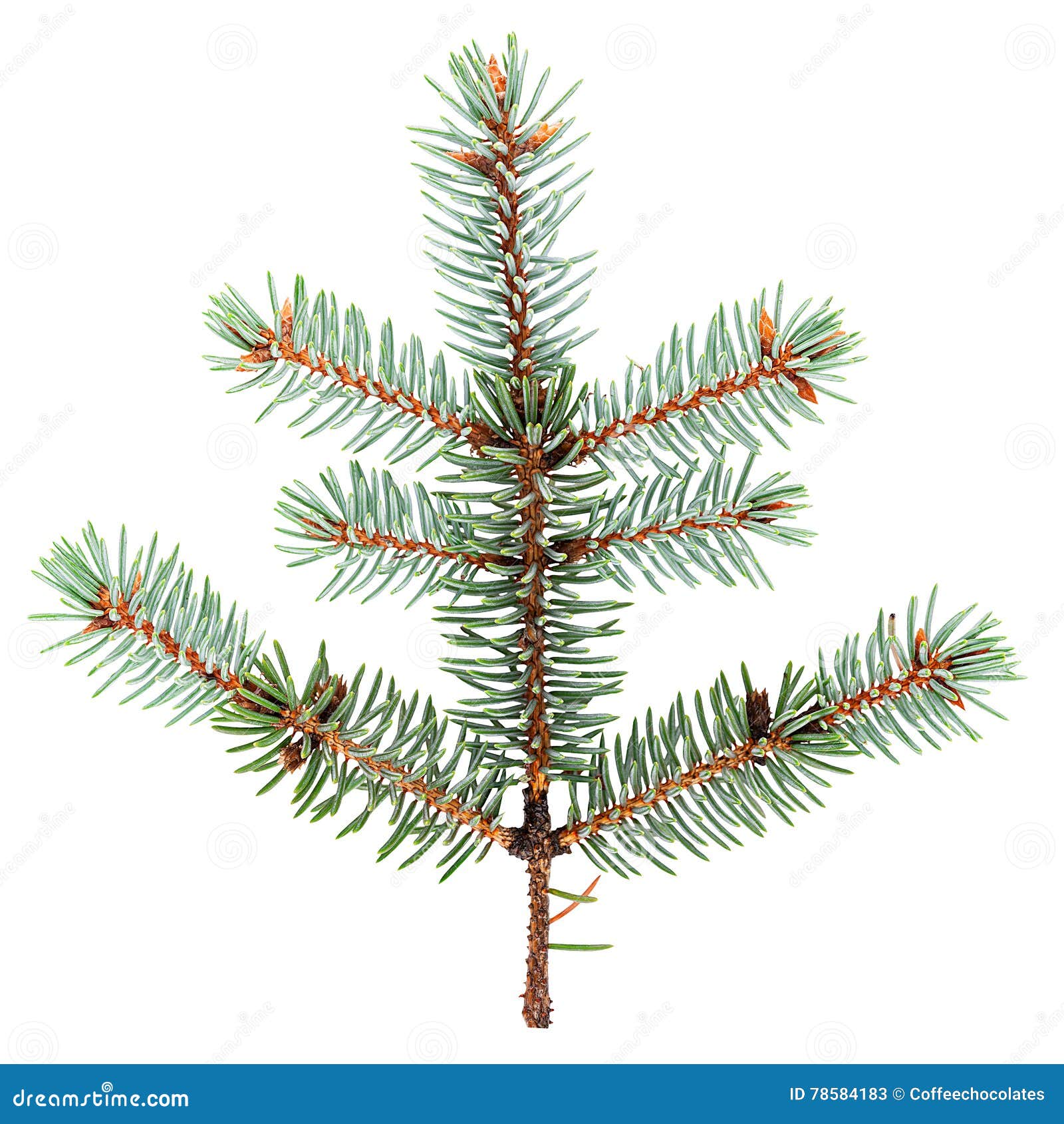 Blue spruce twig stock image. Image of herbarium, pine - 78584183