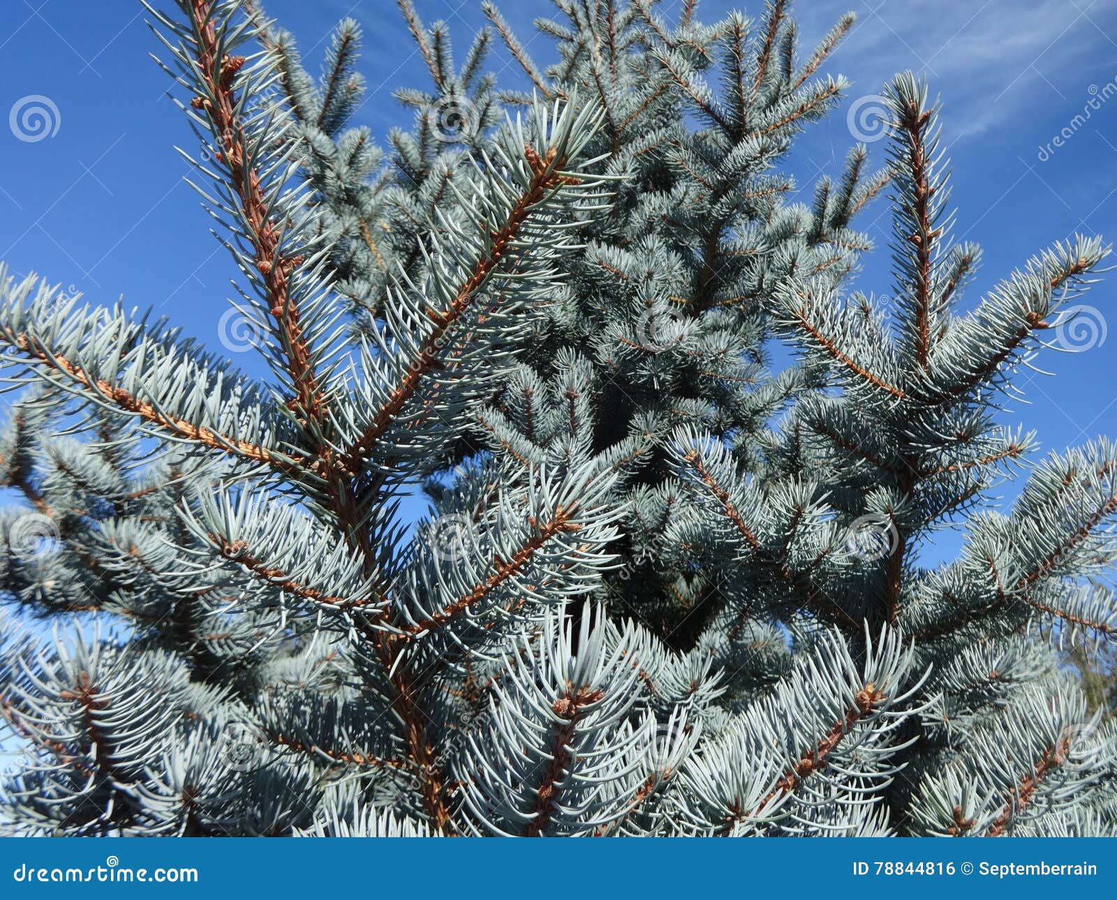 Blue spruces stock photo. Image of nature, branch, pacific - 78844816