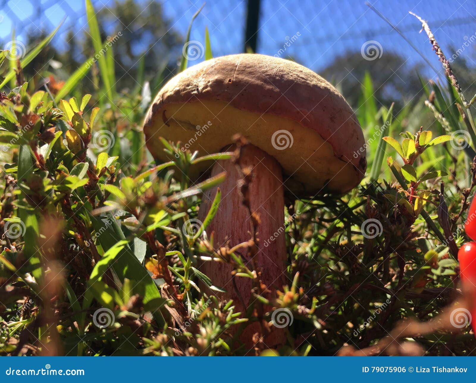 Blue Staining Boletus Mushroom Stock Photo - Image of single ...