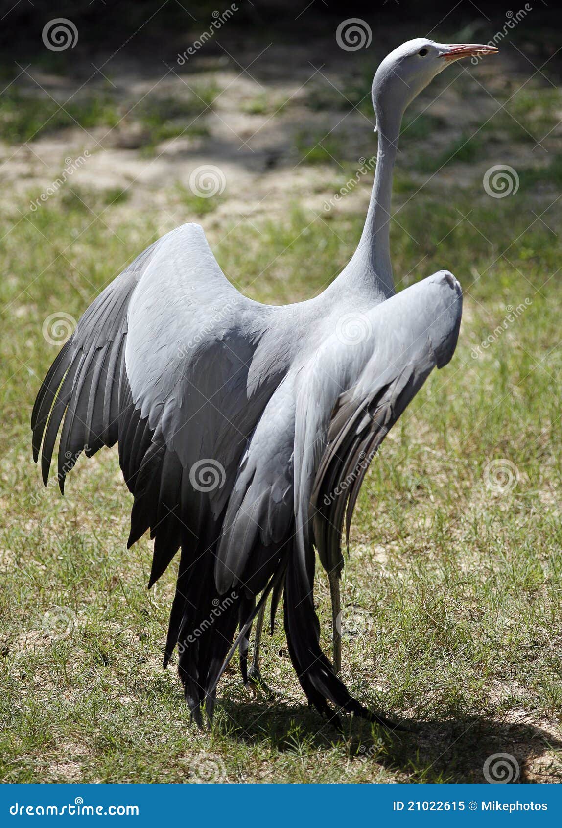 Blue or Stanley Crane stock image. Image of flaps, indwe - 21022615