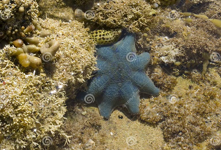 Blue star fish stock image. Image of fauna, australia - 3603101