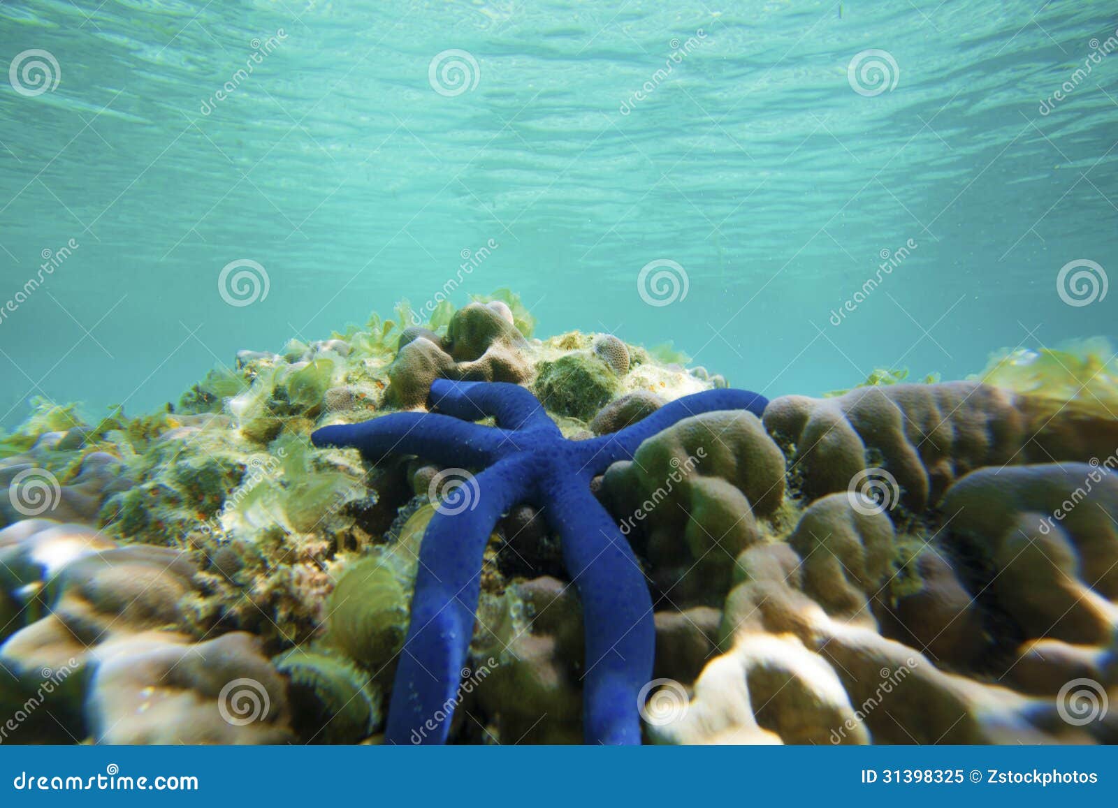 Blue star fish stock image. Image of coral, vibrant, nature - 31398325