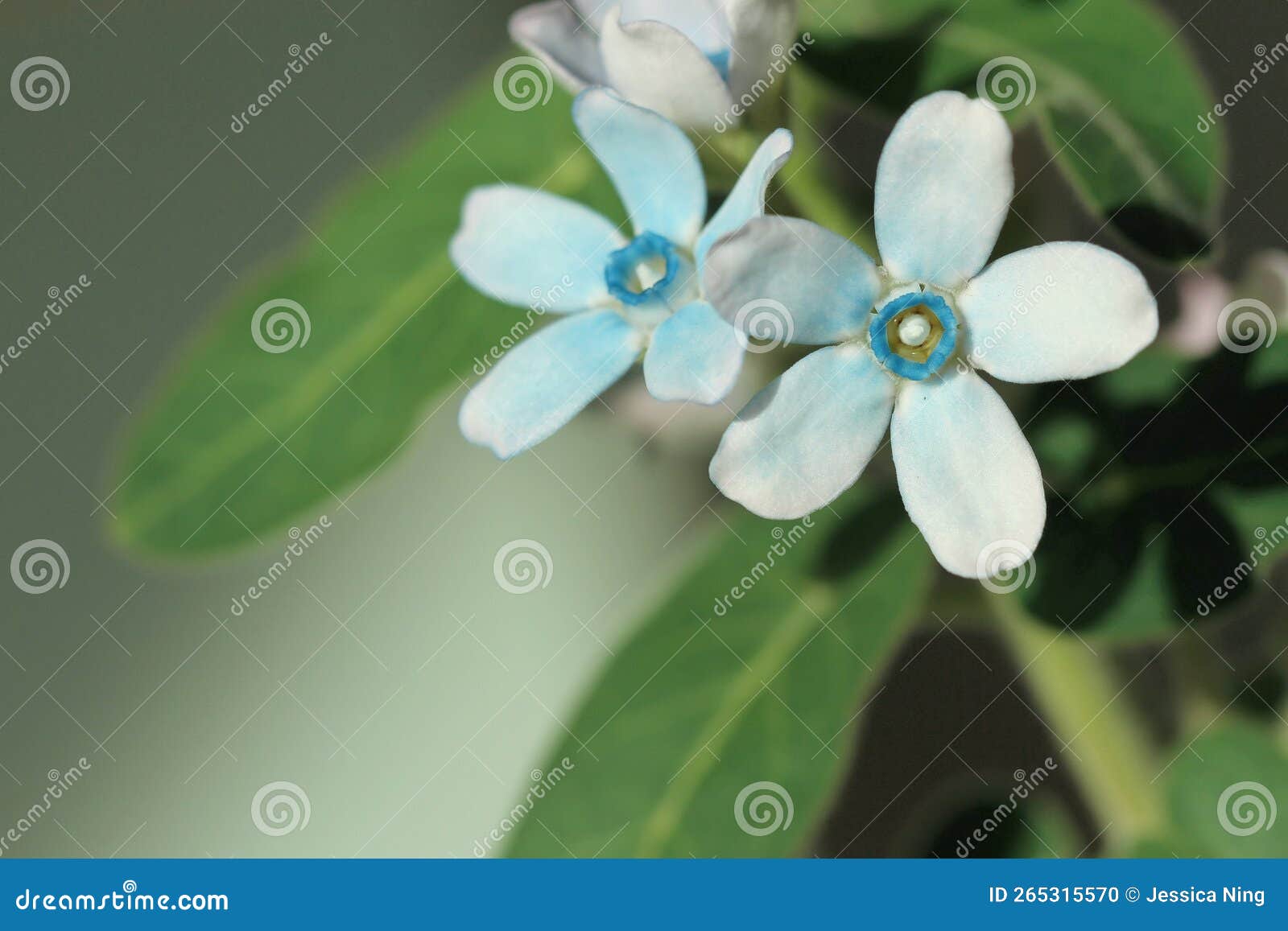 Blue Star Flower on Green Background Stock Photo - Image of nature ...