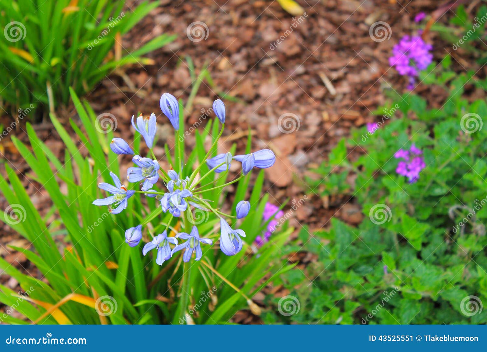 Blue Star Flower stock image. Image of blue, looks, green - 43525551