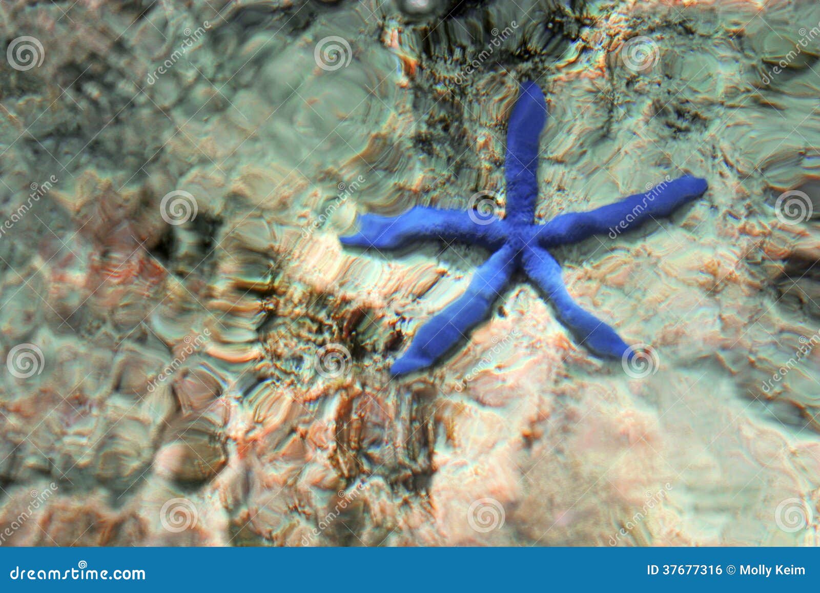 Blue Star - Linckia Laevigata Stock Photo - Image of life, corals: 37677316