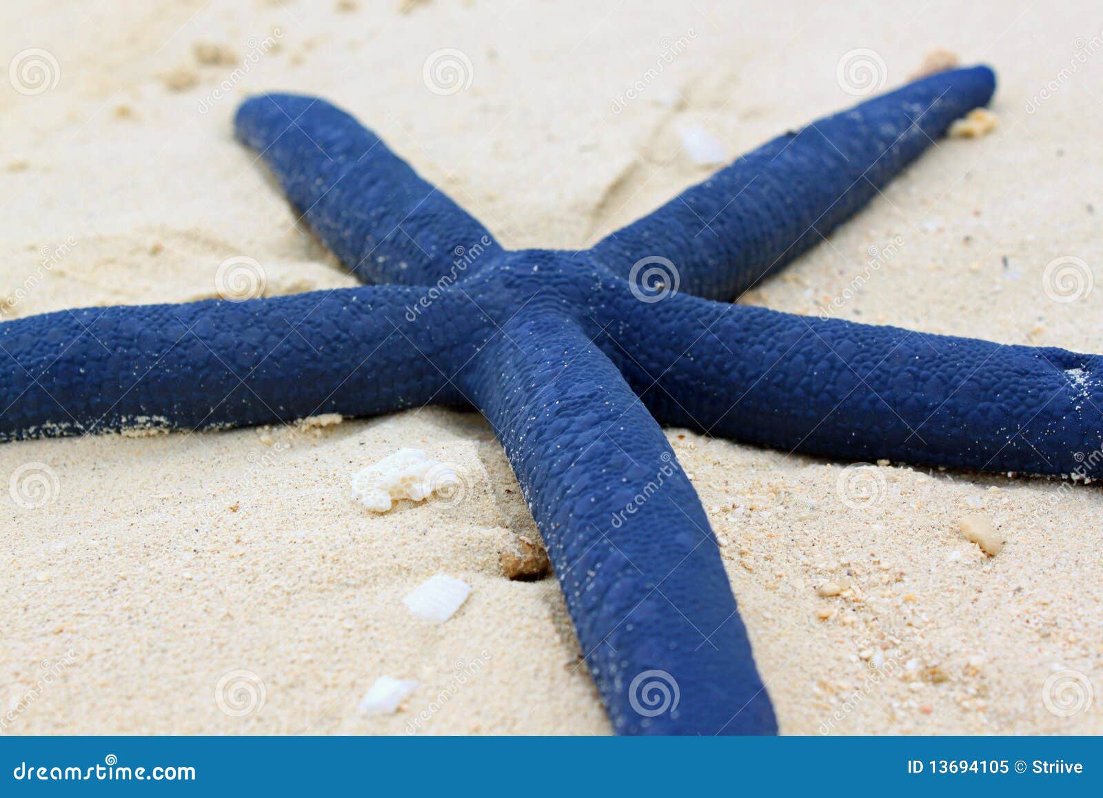 Blue Starfish stock image. Image of starfish, crustacean - 13694105