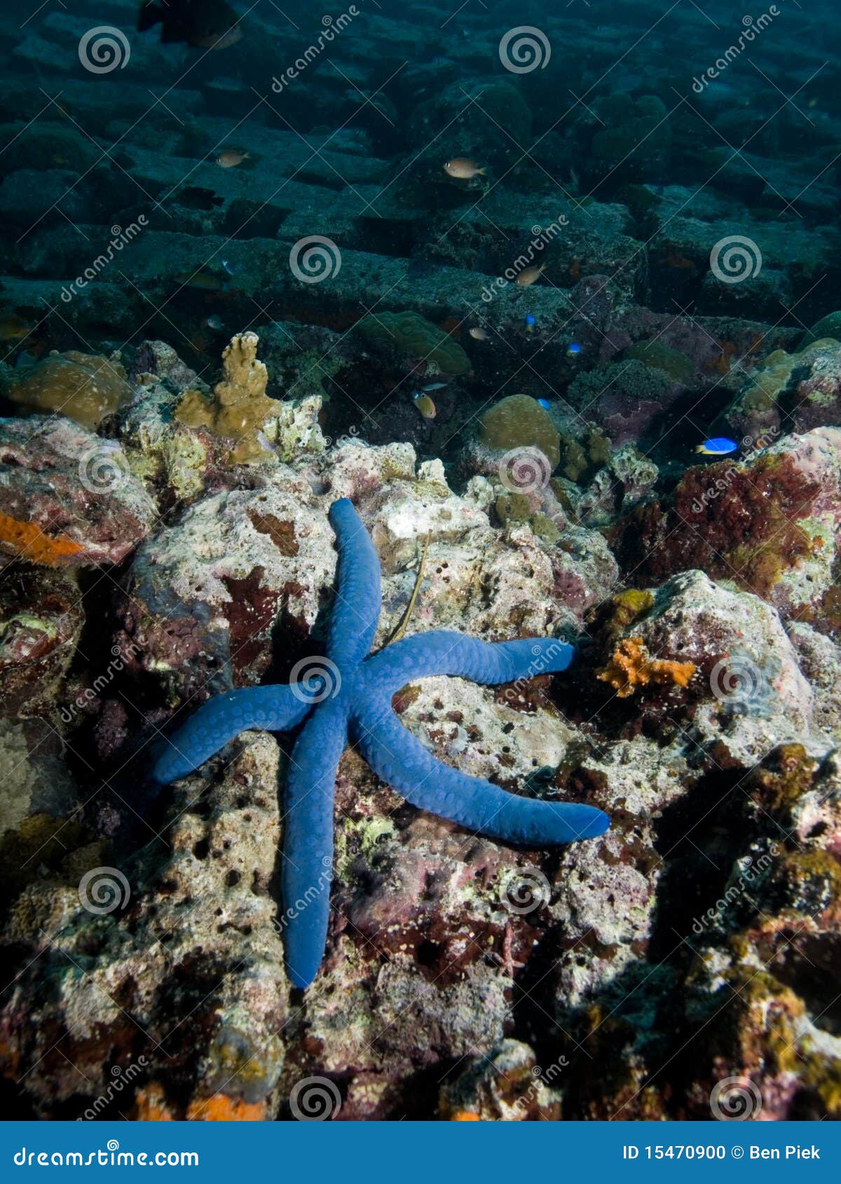 Blue Starfish stock photo. Image of wildlife, blue, star - 15470900