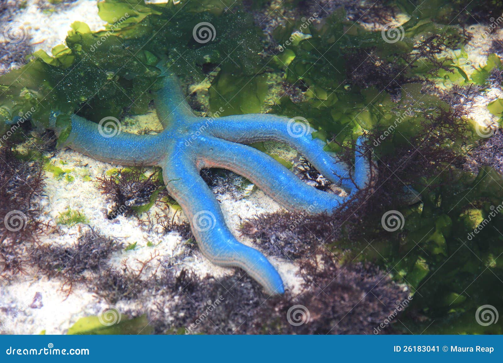 Blue Starfish stock image. Image of africa, aquarium - 26183041