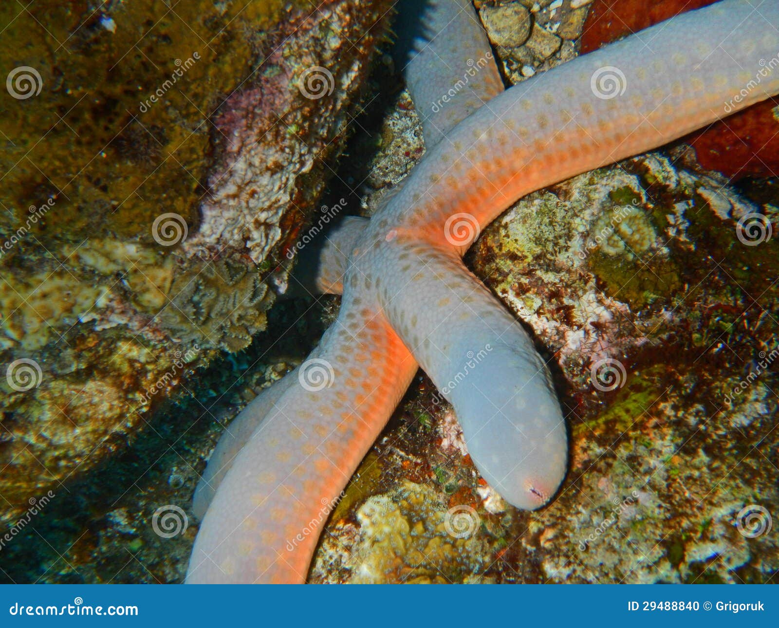 Blue starfish. stock photo. Image of stone, closeup, star - 29488840