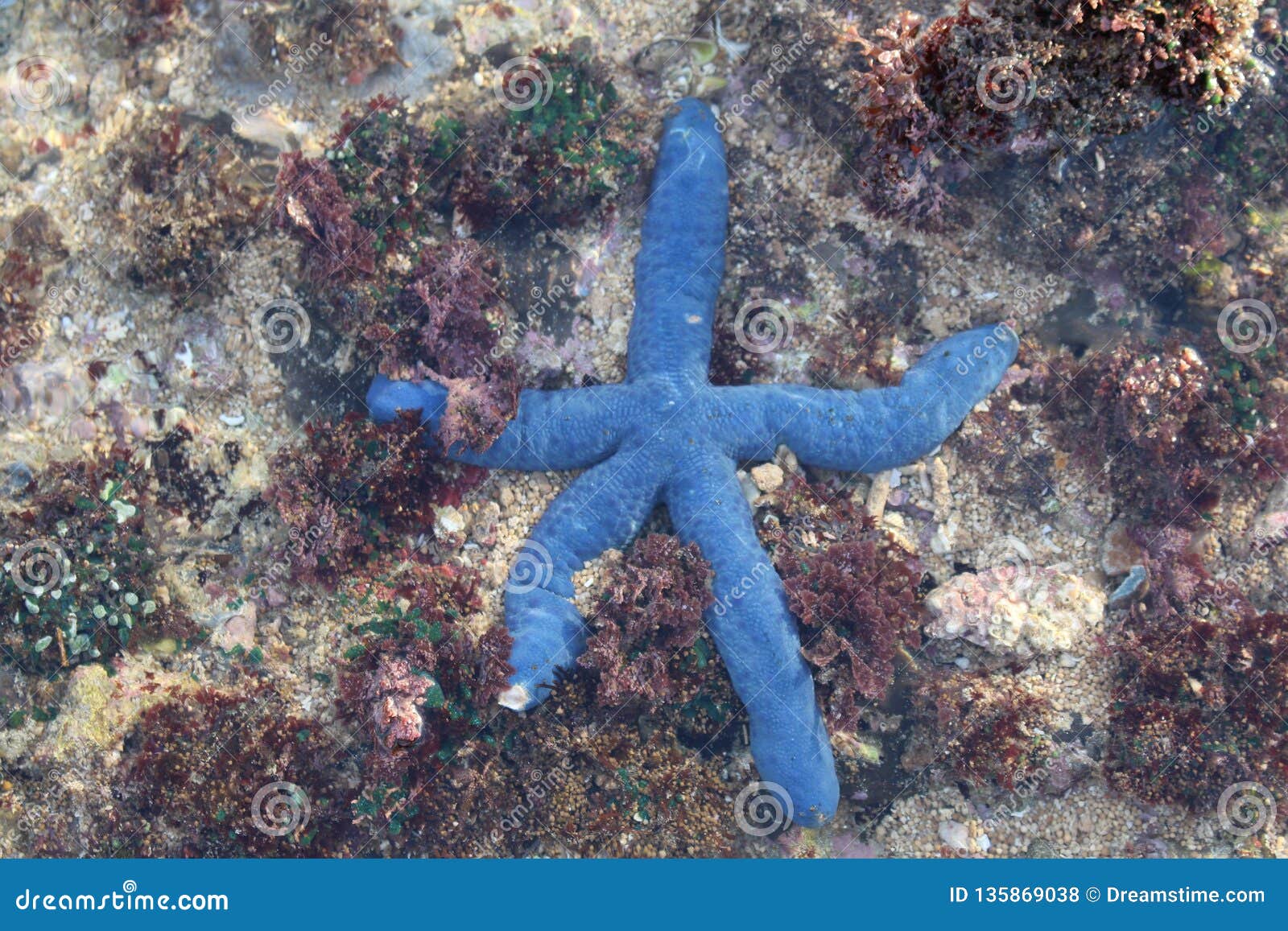 Blue starfish. stock photo. Image of marine, scuba, shape - 135869038