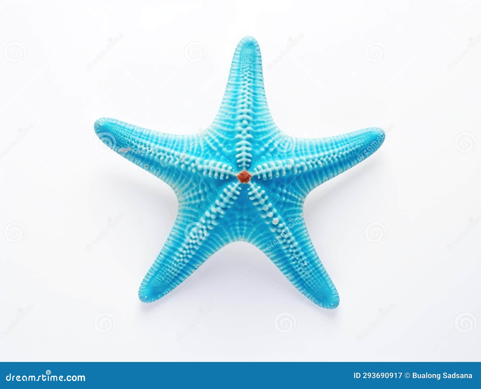 Blue starfish stock illustration. Illustration of tropical - 293690917
