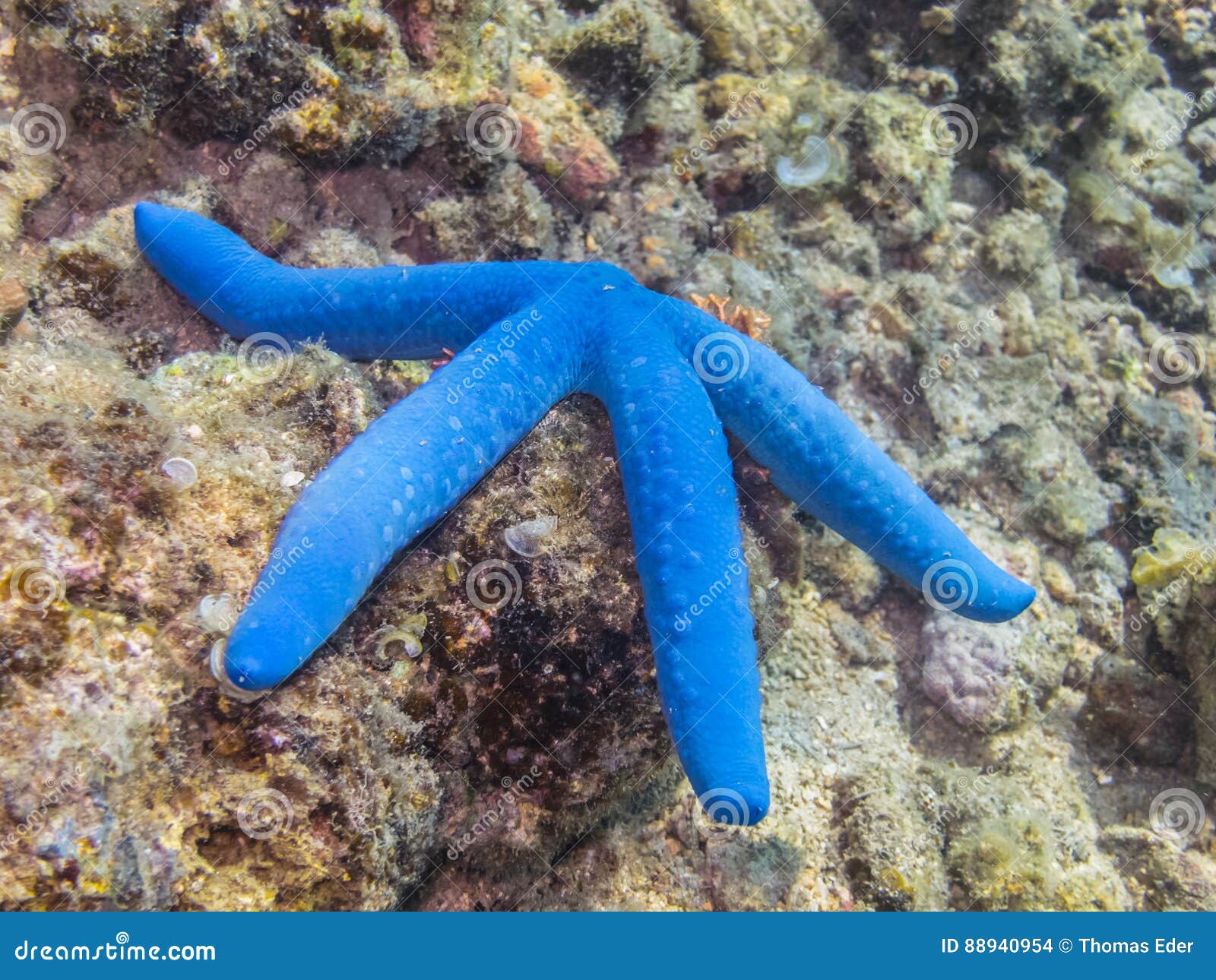 Blue starfish coral stock photo. Image of color, nature - 88940954
