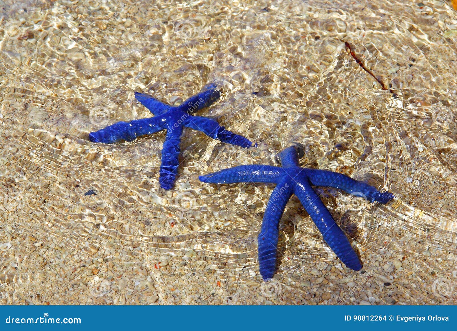 Blue Starfish, Pair of Blue Star Under the Water on the Rocks Stock ...