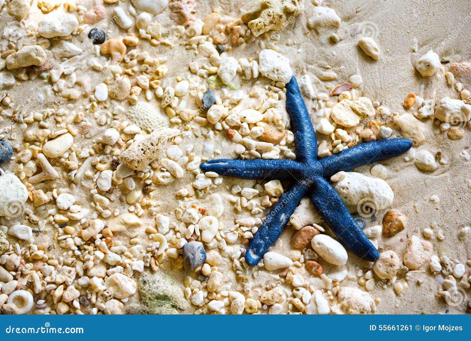 Blue starfish stock image. Image of fish, coast, philippine - 55661261