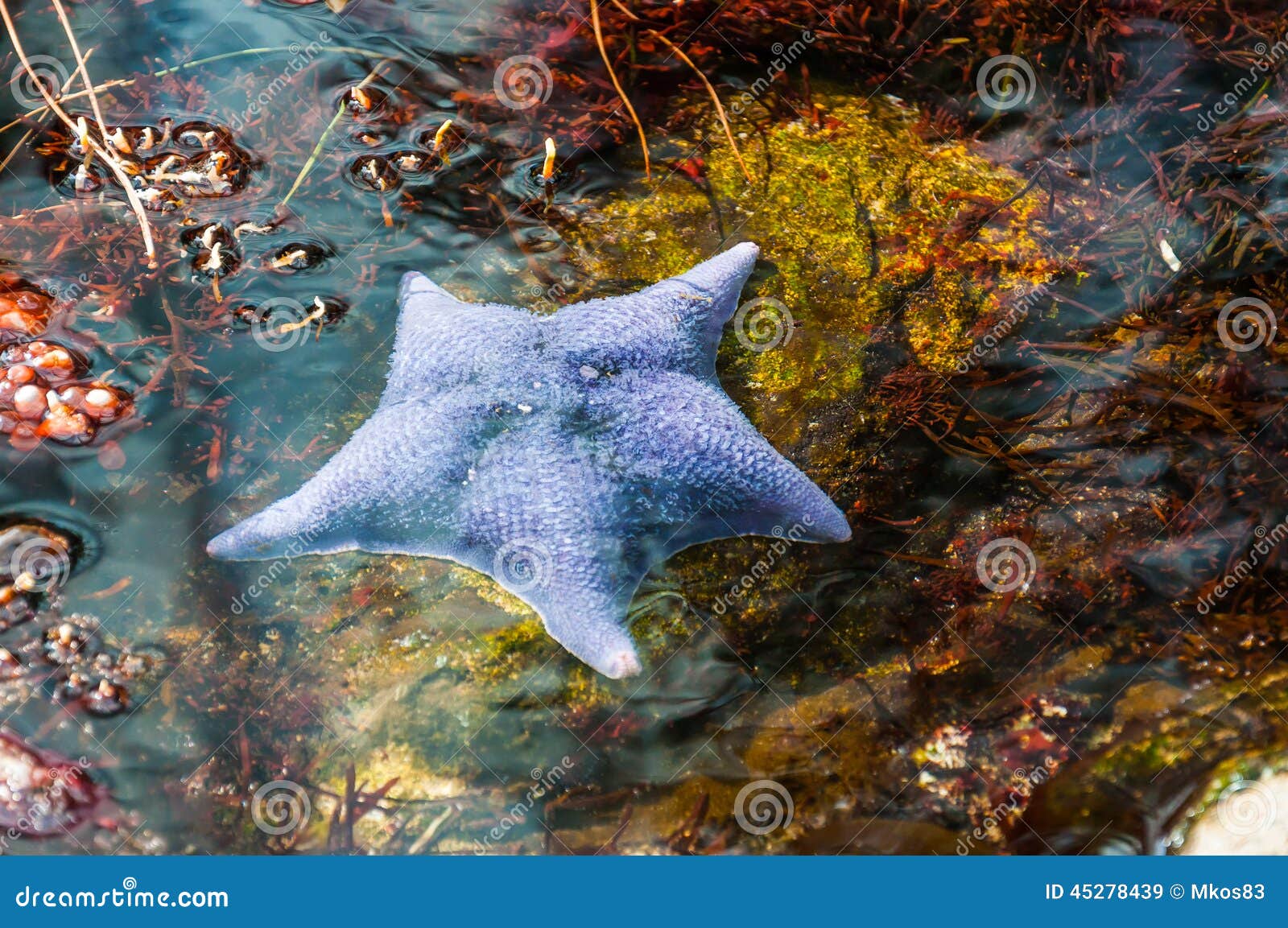 Blue starfish in the water stock image. Image of vacation - 45278439