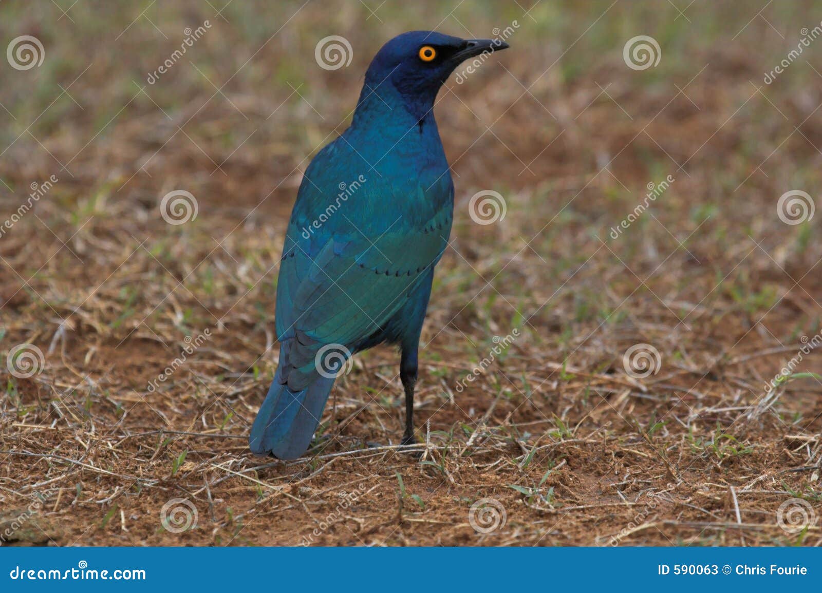 Blue Starling stock image. Image of safari, beak, patterns - 590063