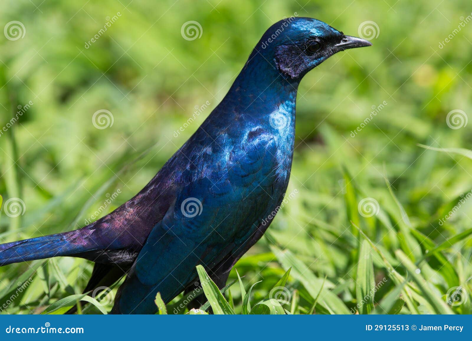 Blue starling bird stock image. Image of starling, flap - 29125513