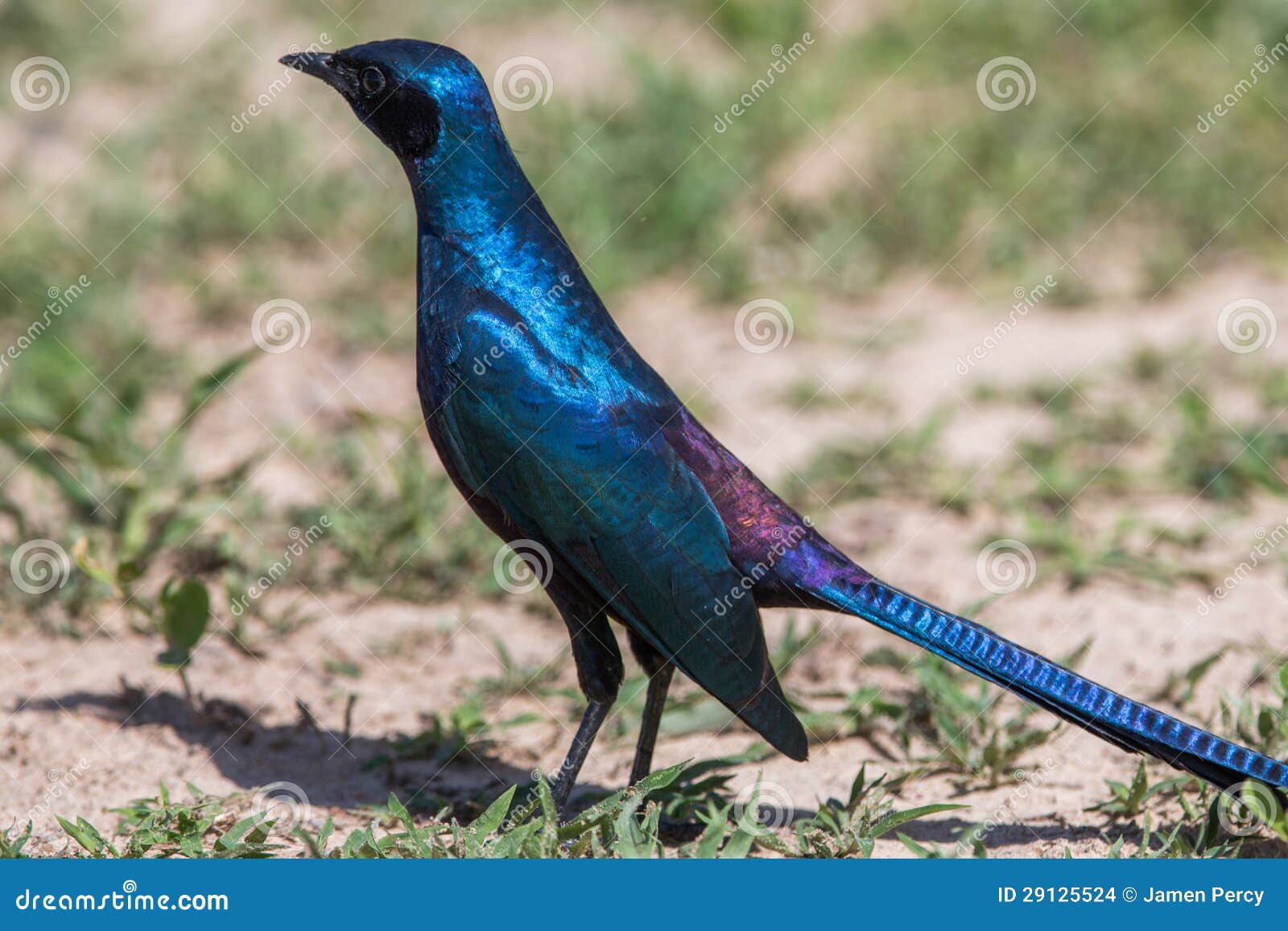 Blue starling bird stock photo. Image of kenya, savanna - 29125524