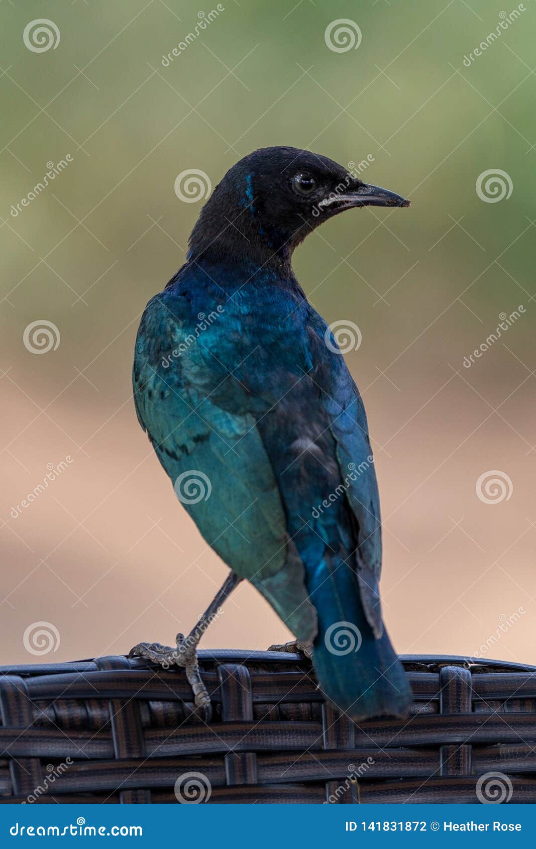 Blue Starling, Kenya, Africa Stock Photo - Image of blue, kenya: 141831872