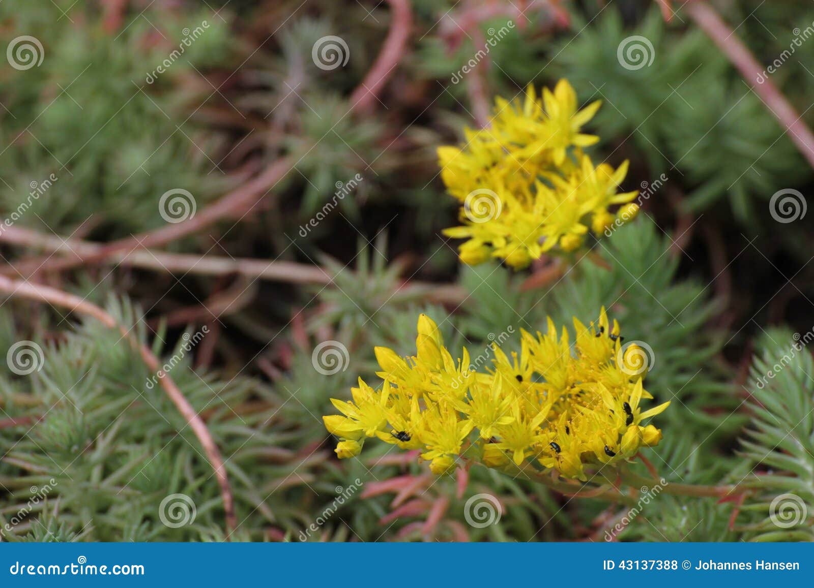 Blue Stonecrop stock photo. Image of foreground, close - 43137388