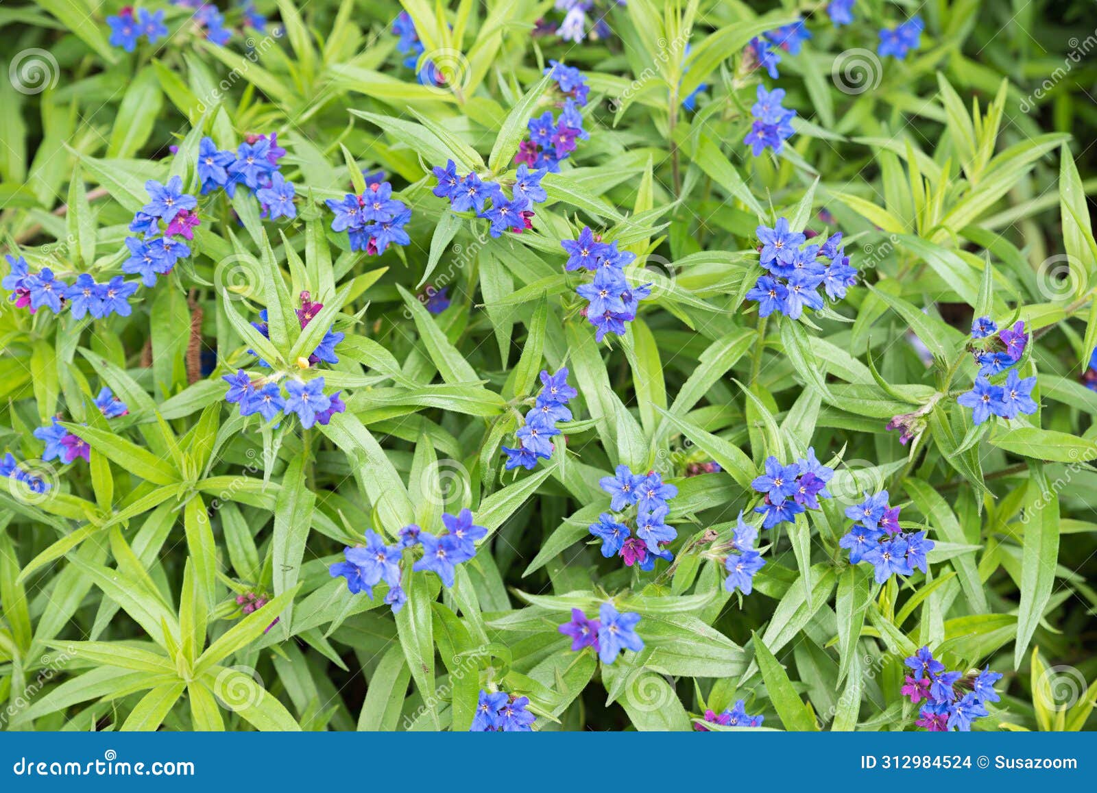 Blue Stoneseed Ground Cover, Lithodora Diffusa Stock Photo - Image of ...