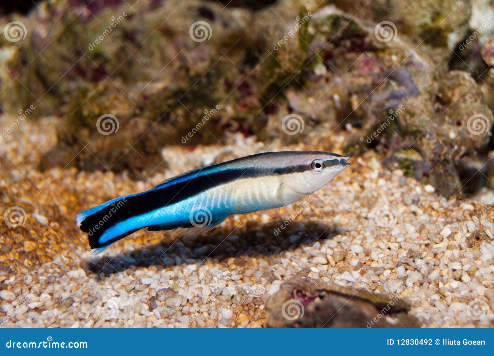Blue Streak Cleaner Wrasse stock photo. Image of saltwater - 12830492