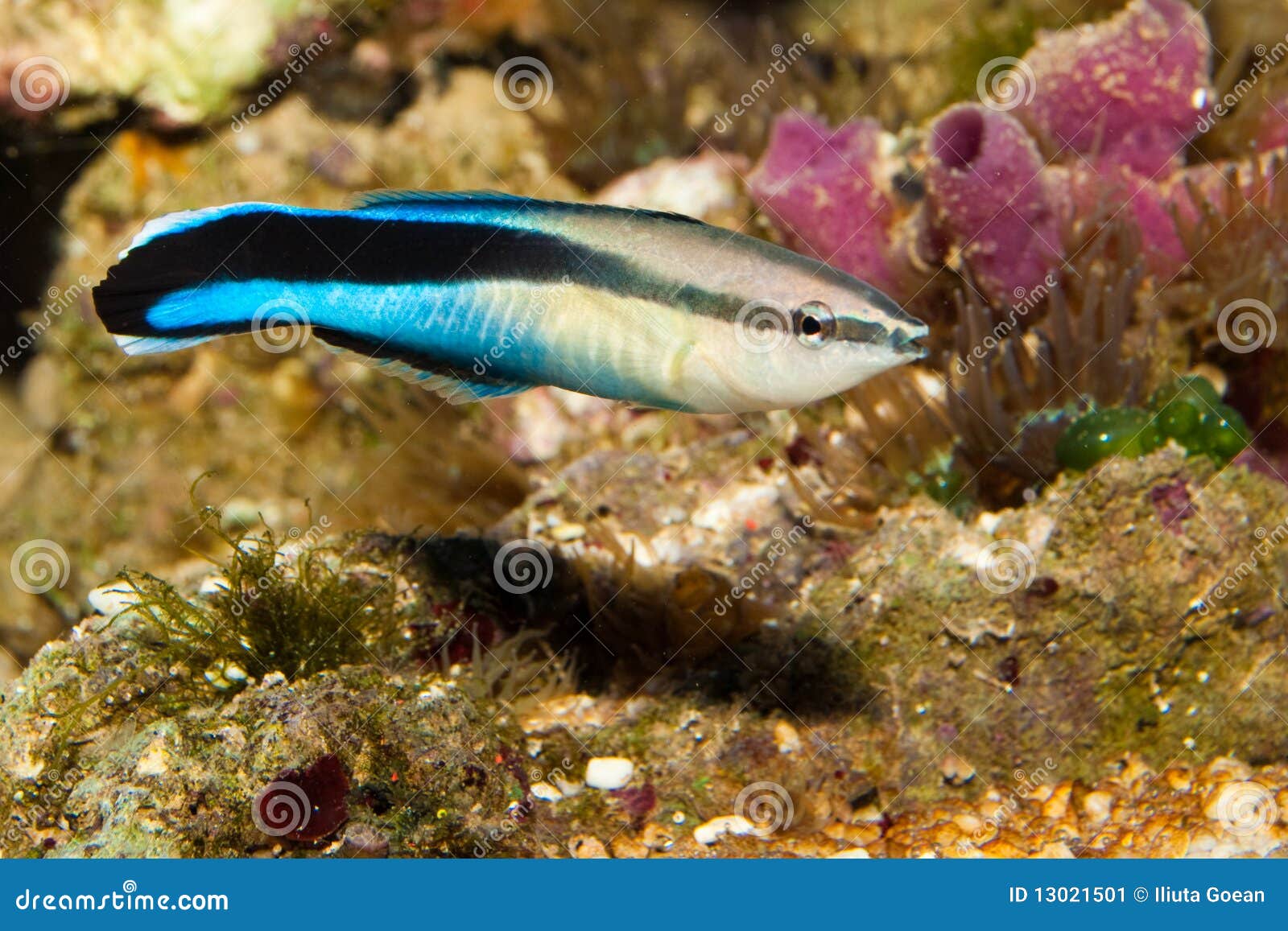 Blue Streak Cleaner Wrasse in Aquarium Stock Image - Image of exotic ...