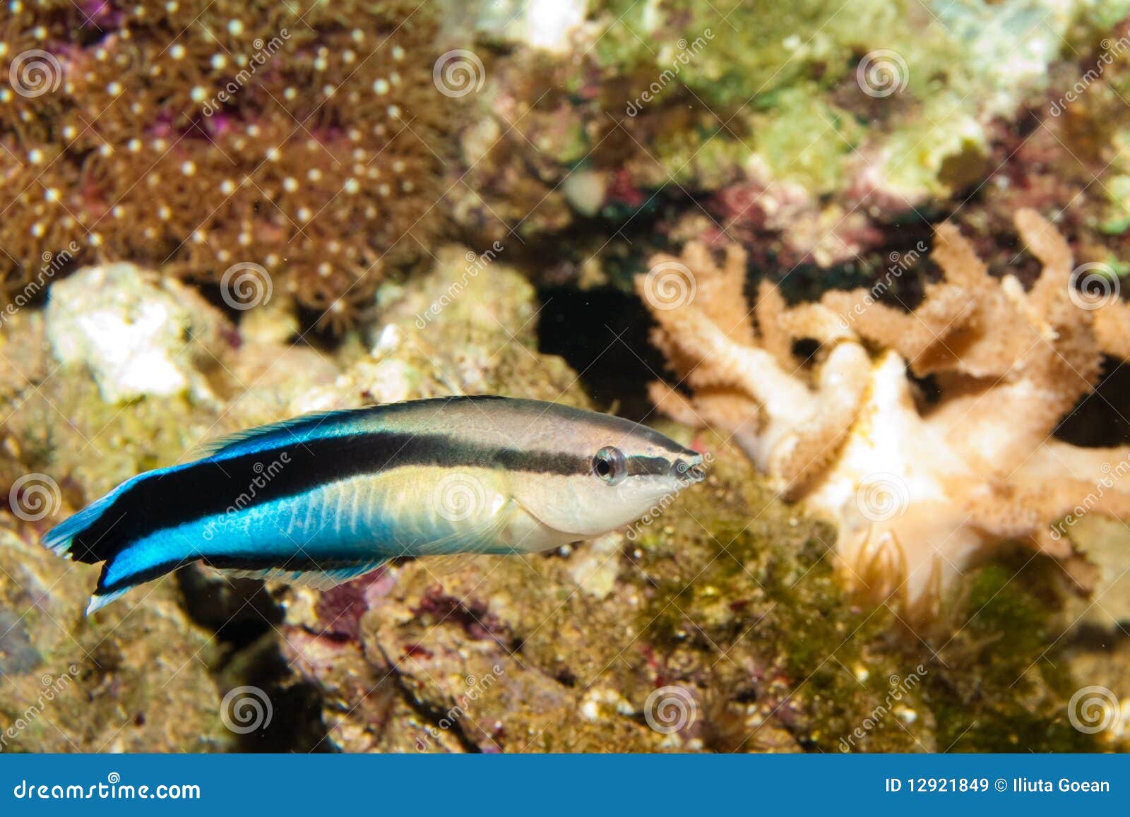 Blue Streak Cleaner Wrasse Fish Stock Image - Image of wrasse, blue ...
