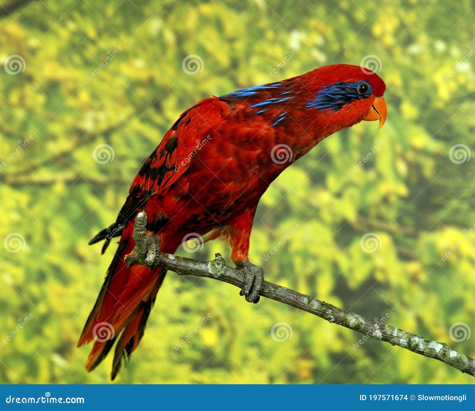 Blue-Streaked Lory, Eos Reticulata Stock Photo - Image of asia ...