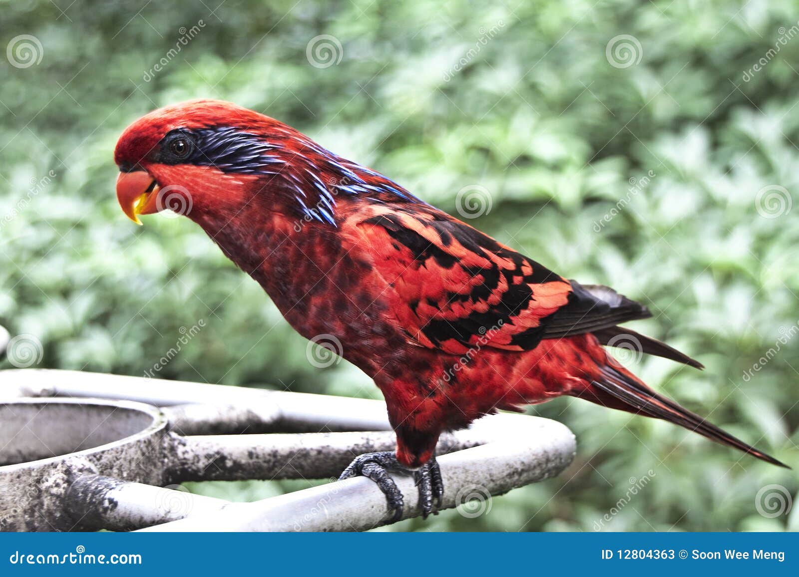 Blue-streaked Lory (Eos Reticulata) Stock Photo | CartoonDealer.com ...