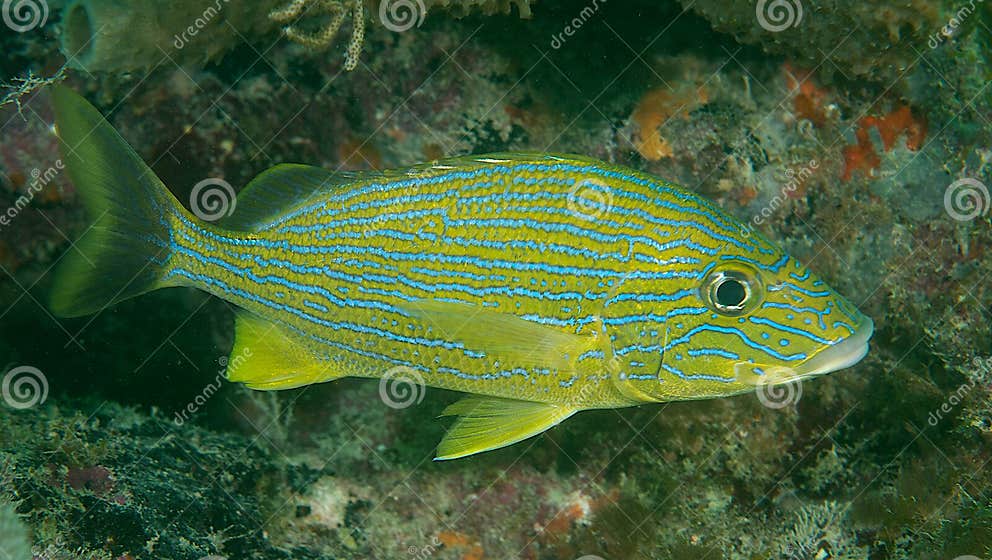 Blue Stripe Grunt stock photo. Image of reef, ichthyology - 26678780