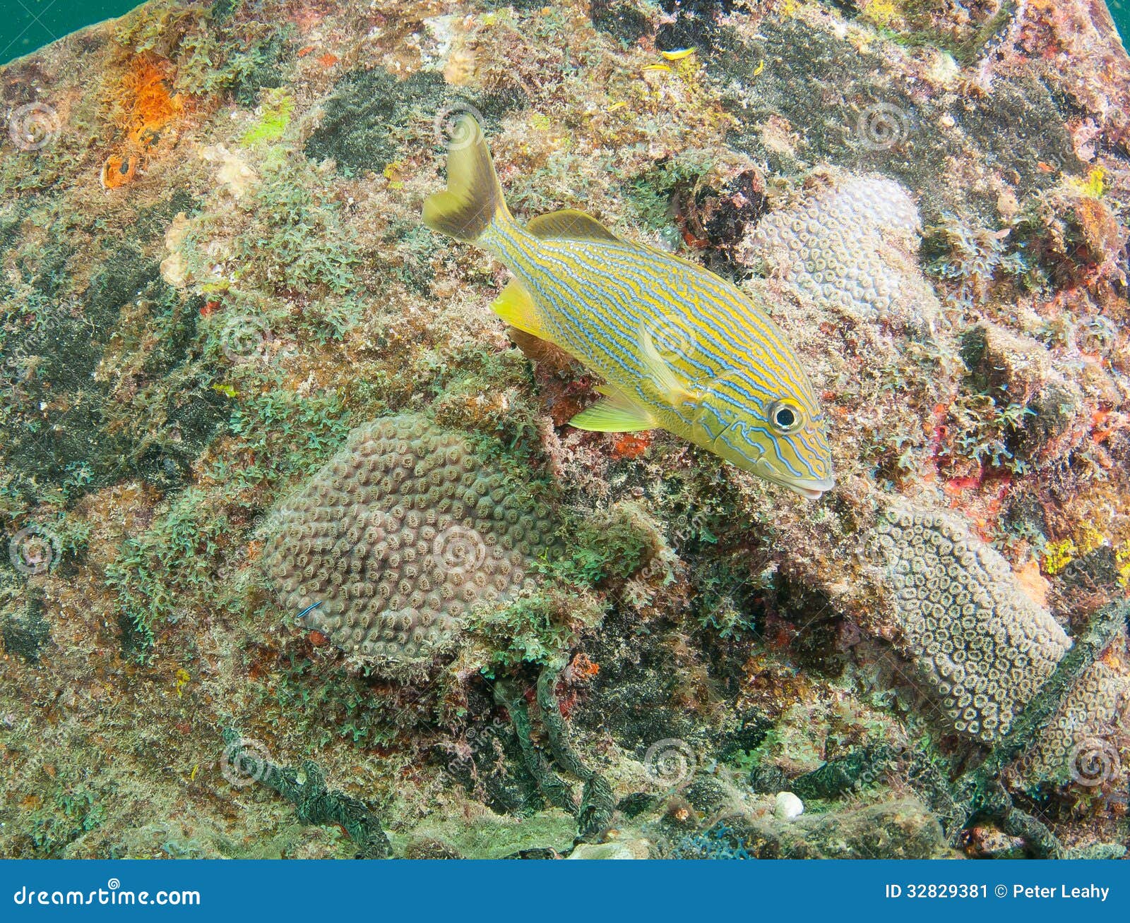 Blue Stripe Grunt on a Reef Stock Image - Image of swim, scuba: 32829381