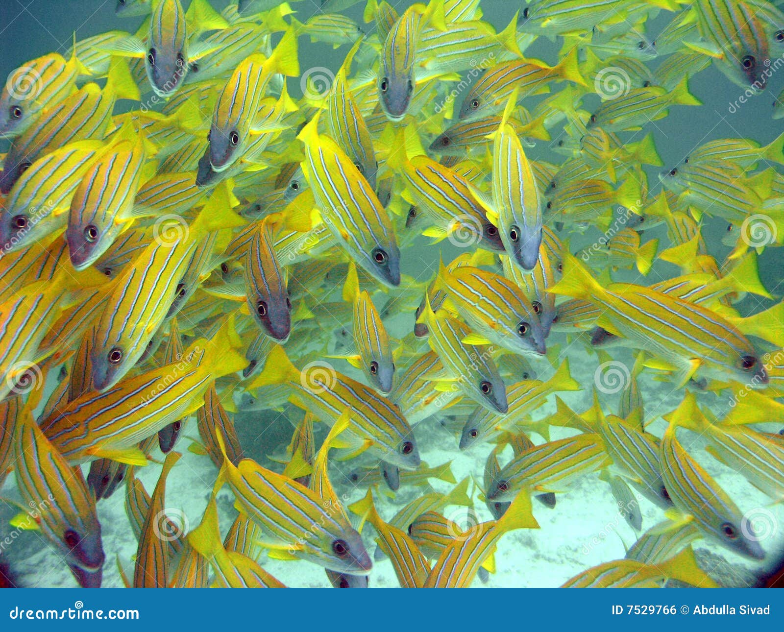 Blue stripe snappers stock photo. Image of fish, ocean - 7529766