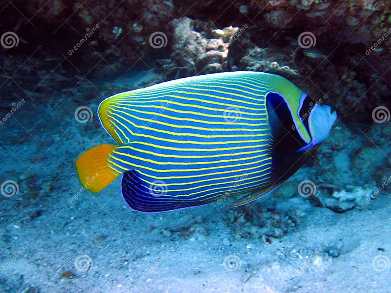 Blue striped fish stock image. Image of animal, striped - 20115379