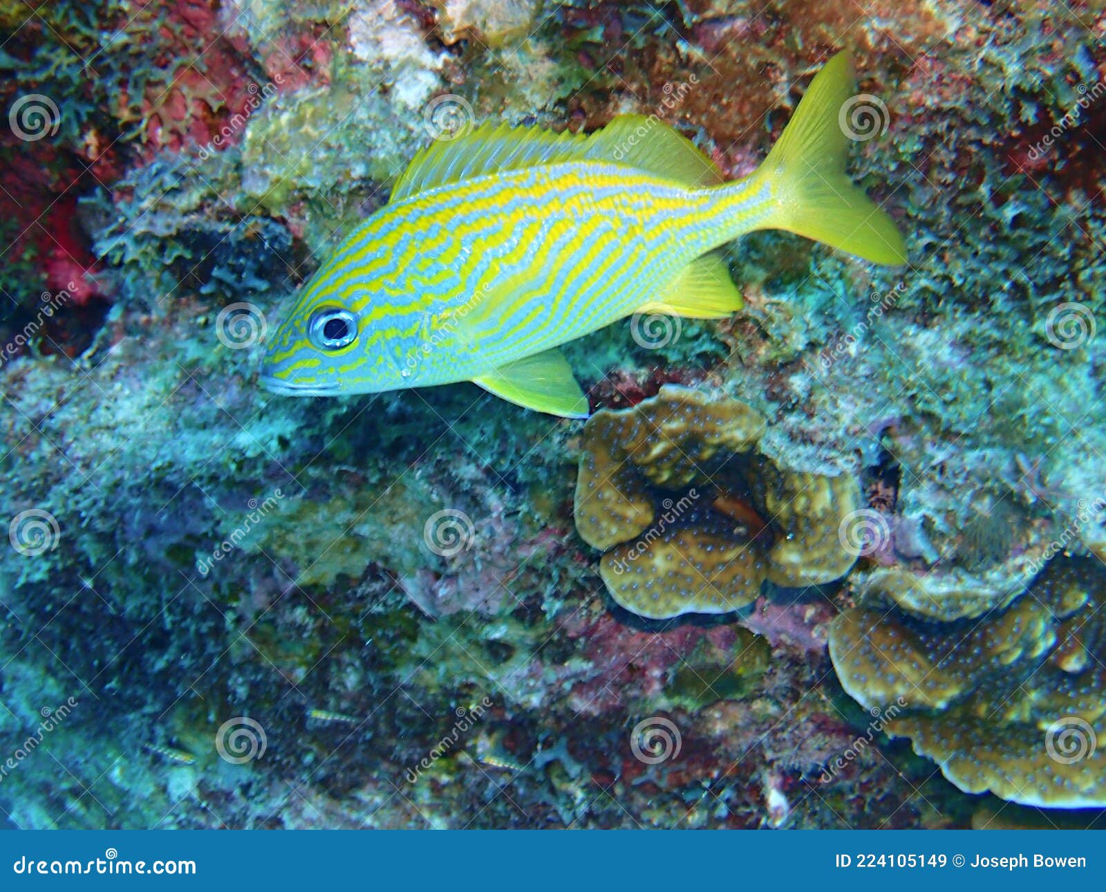 Blue Striped Grunt stock image. Image of aquarium, saltwater - 224105149