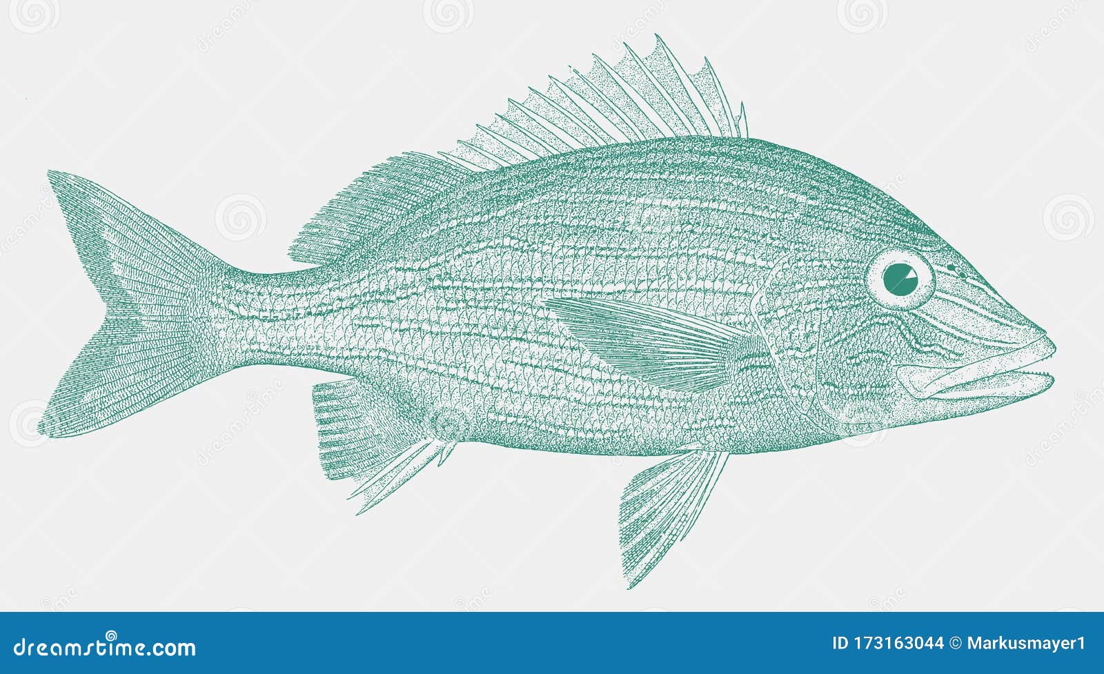 Blue Striped Grunt Haemulon Sciurus, Marine Fish from the Atlantic ...